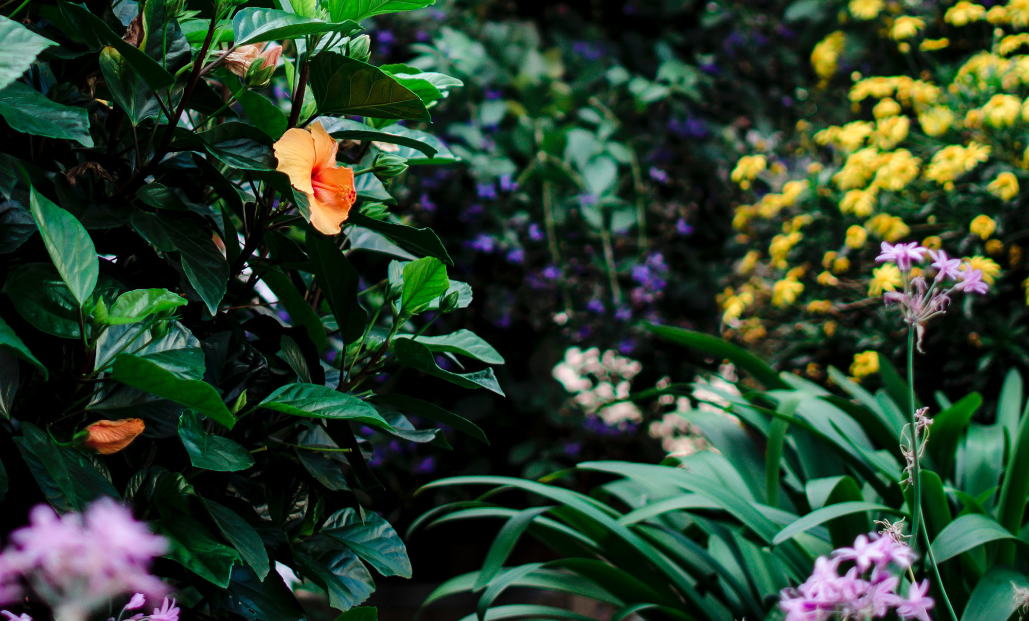 Suhi vrt – MAGINJA