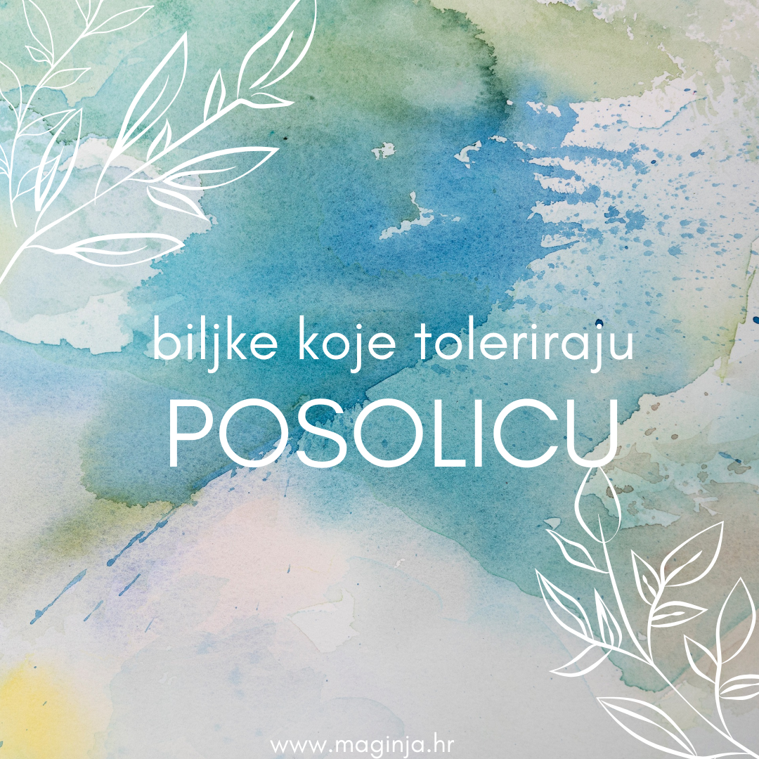 Biljke koje podnose posolicu – MAGINJA